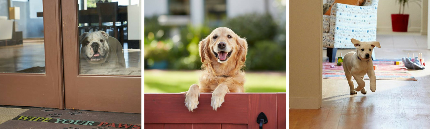 Expert Advice on Hosting an Open House with Dogs