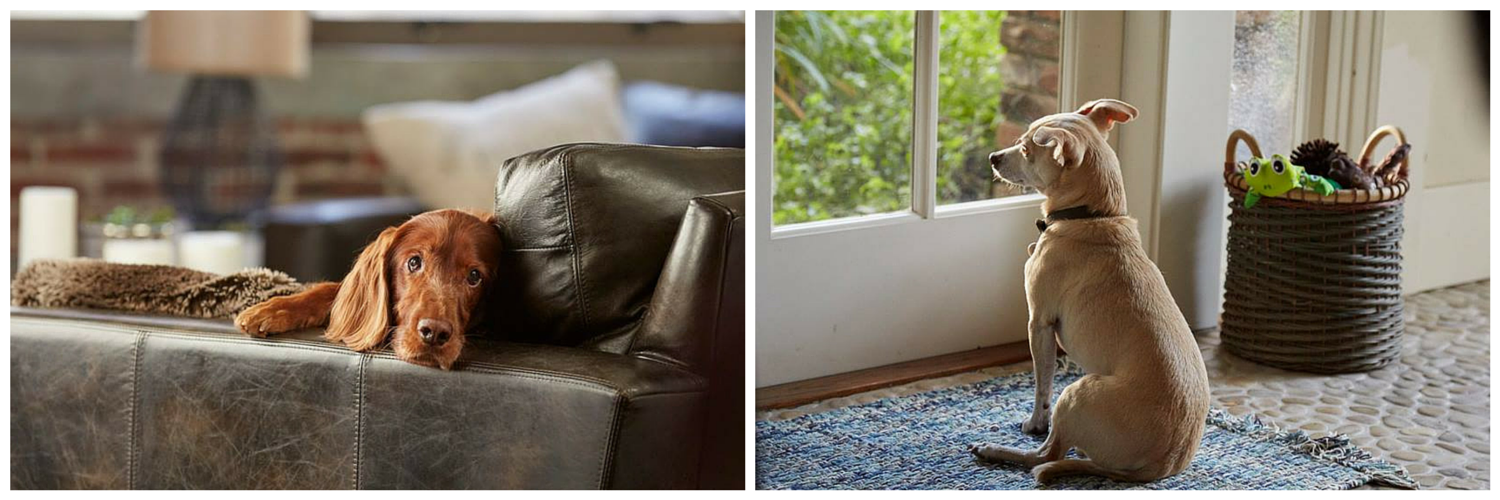 How to Keep Your Dog Happy While You're on Vacation How to Keep Your Dog Happy While You're on Vacation