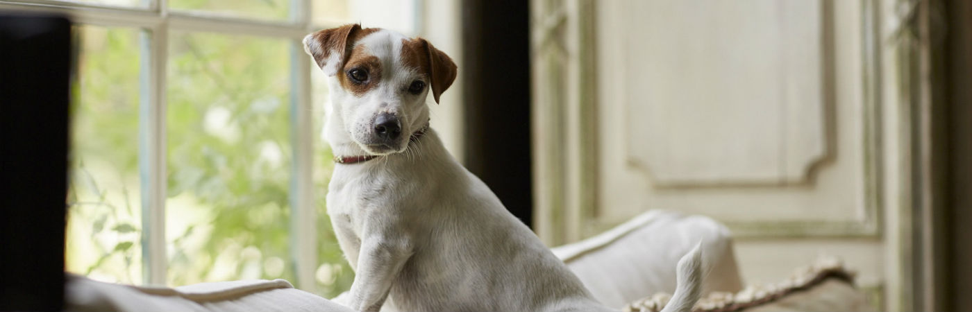 National Adoption Event To Find Homes for Dogs