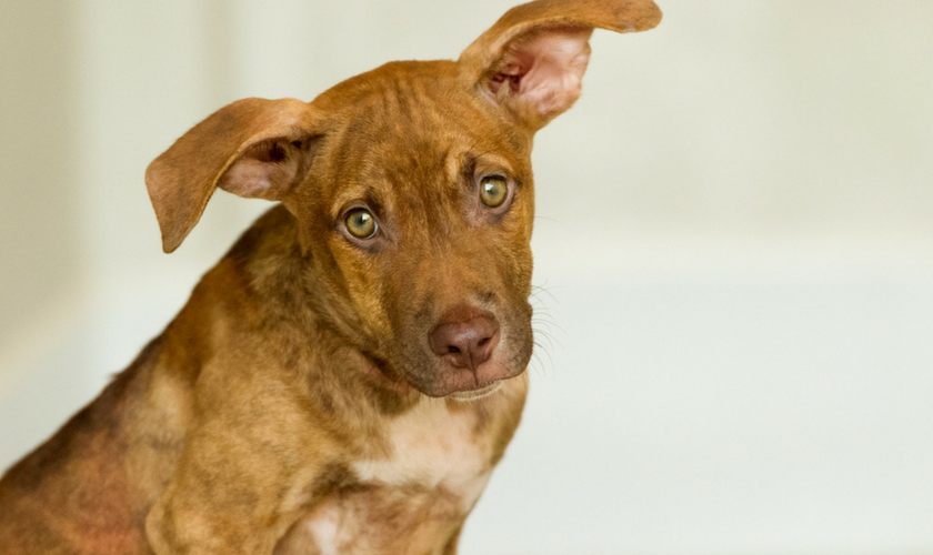 Dog One of Twenty Thousand