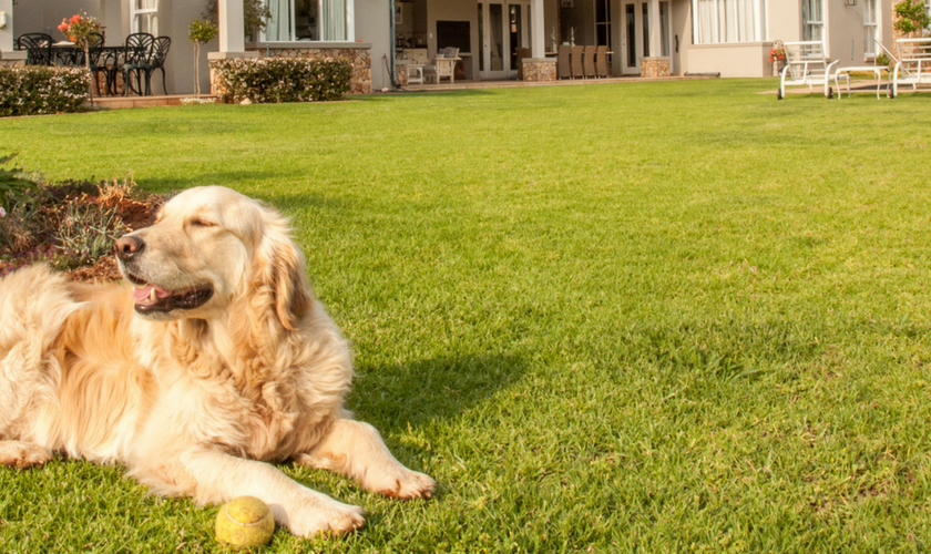 How to Prepare Your Home for New Pets 101