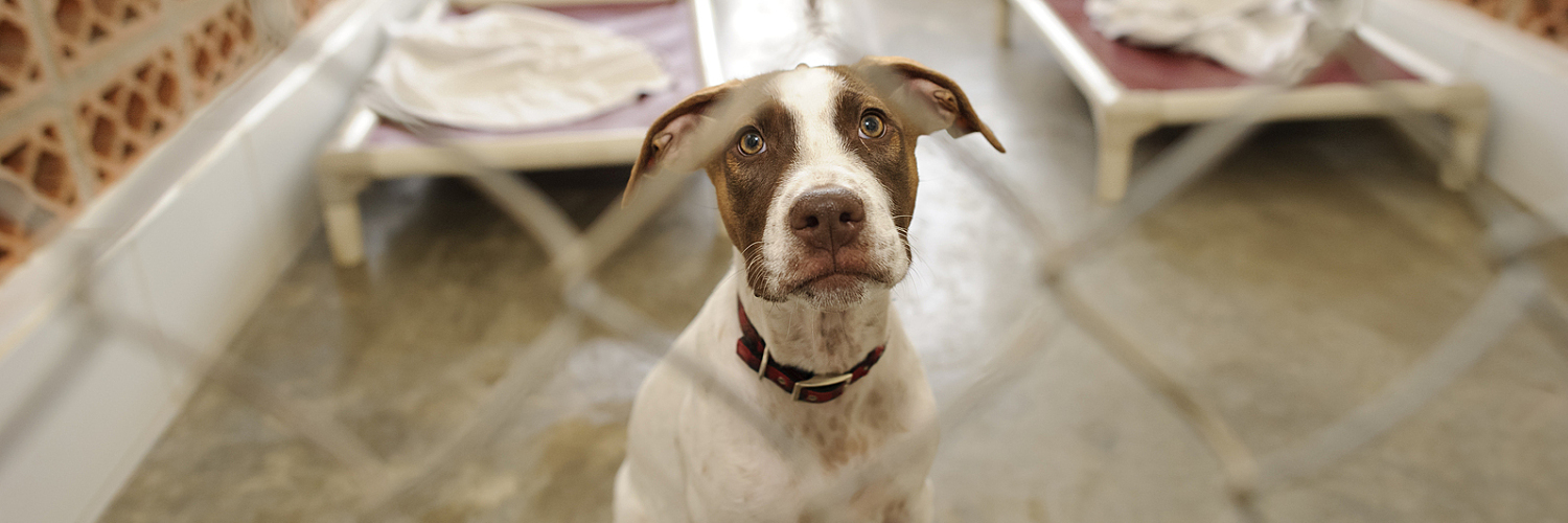 Adoptable Shelter Dogs Find Their Forever Homes in East Tennessee ...