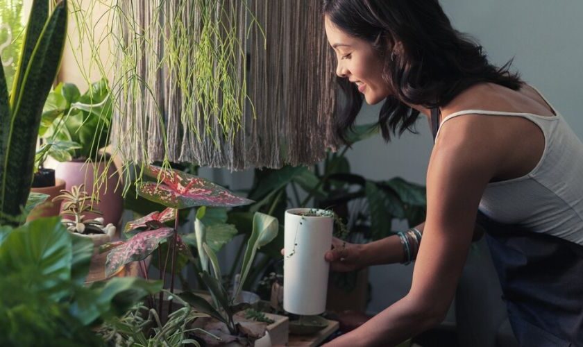 The Wonderful World of Green – Tips for Hydrating Plants